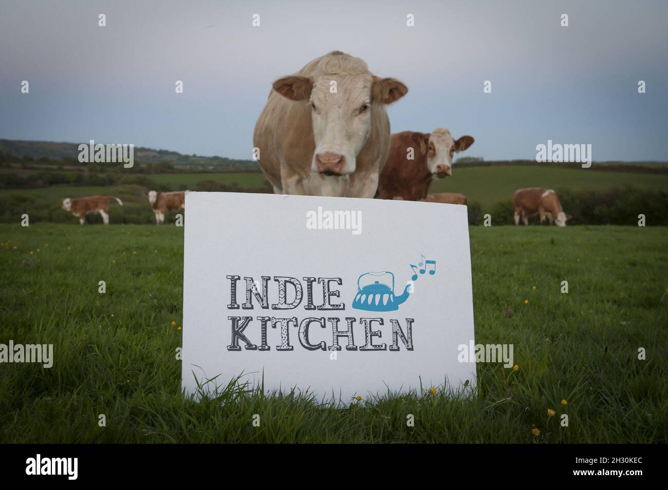*Exclusive* General view of Indie Kitchen sign and dairy cows during ...
