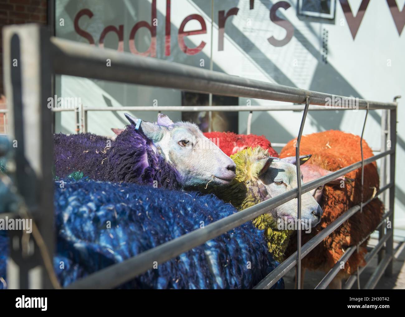 Latitude Sheep come to Sadler's Wells to celebrate 10 years of the ...