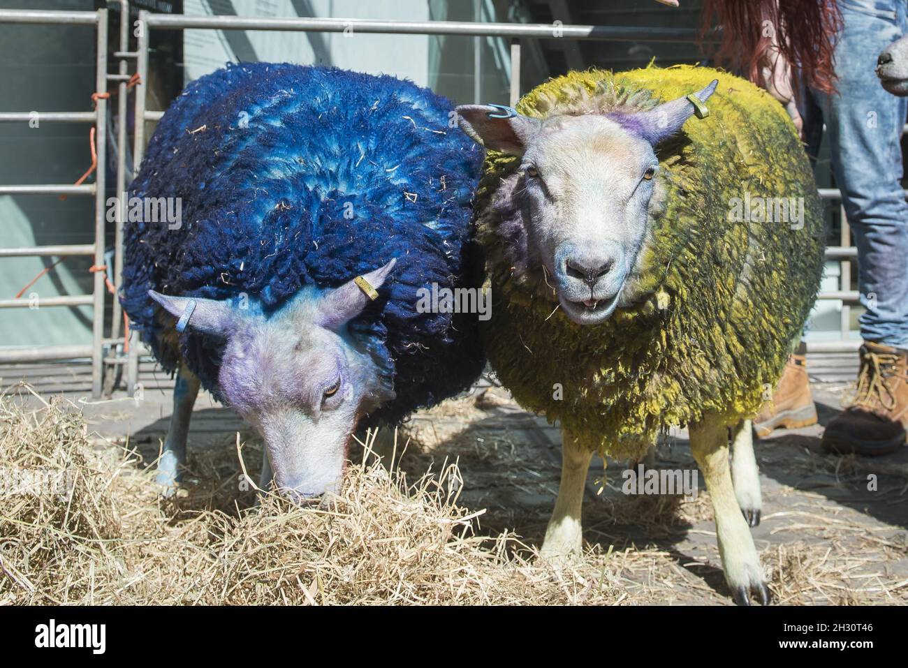 Latitude Sheep come to Sadler's Wells to celebrate 10 years of the ...
