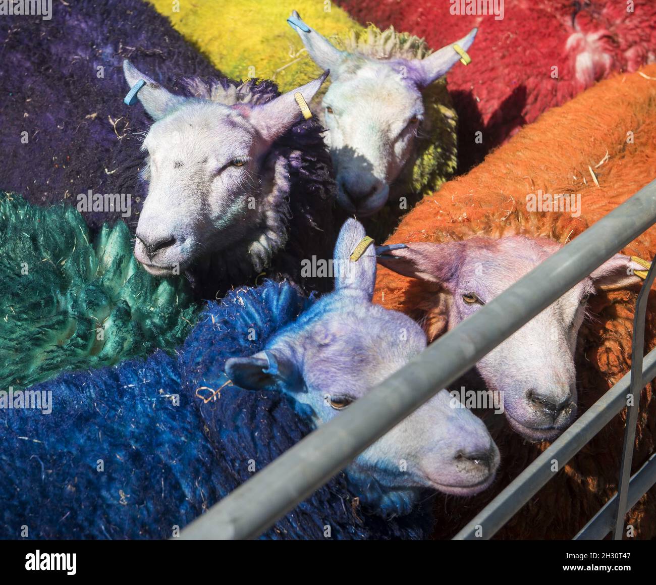 Latitude Sheep come to Sadler's Wells to celebrate 10 years of the ...