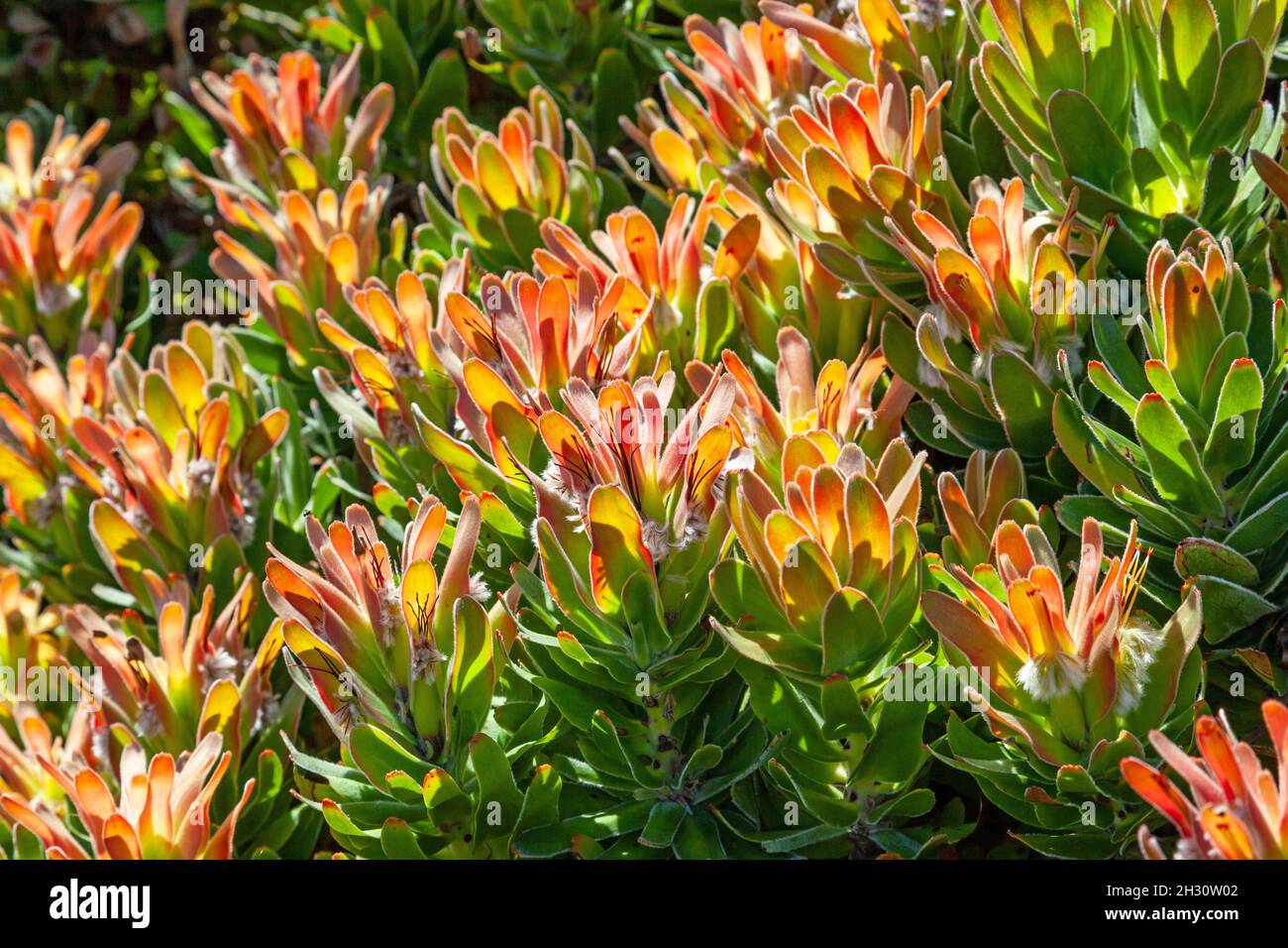 A plant of the family proteaceae hi-res stock photography and images ...