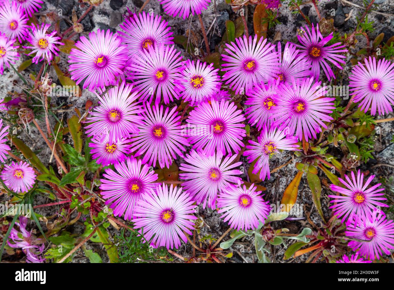 Purple vygies (Mesembryanthemums) growing in Table Mountain National ...