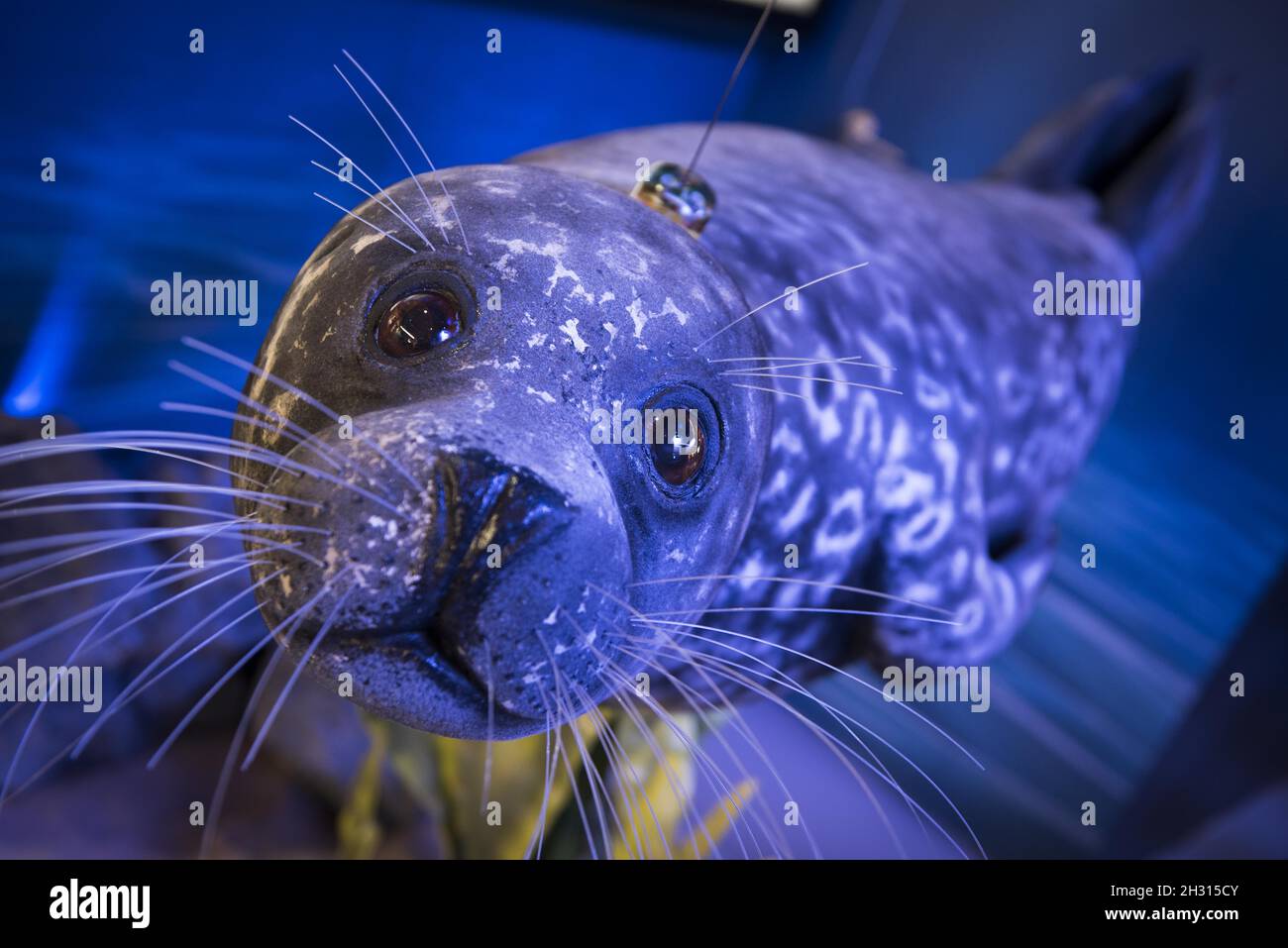 Seal with tracking device hi-res stock photography and images - Alamy