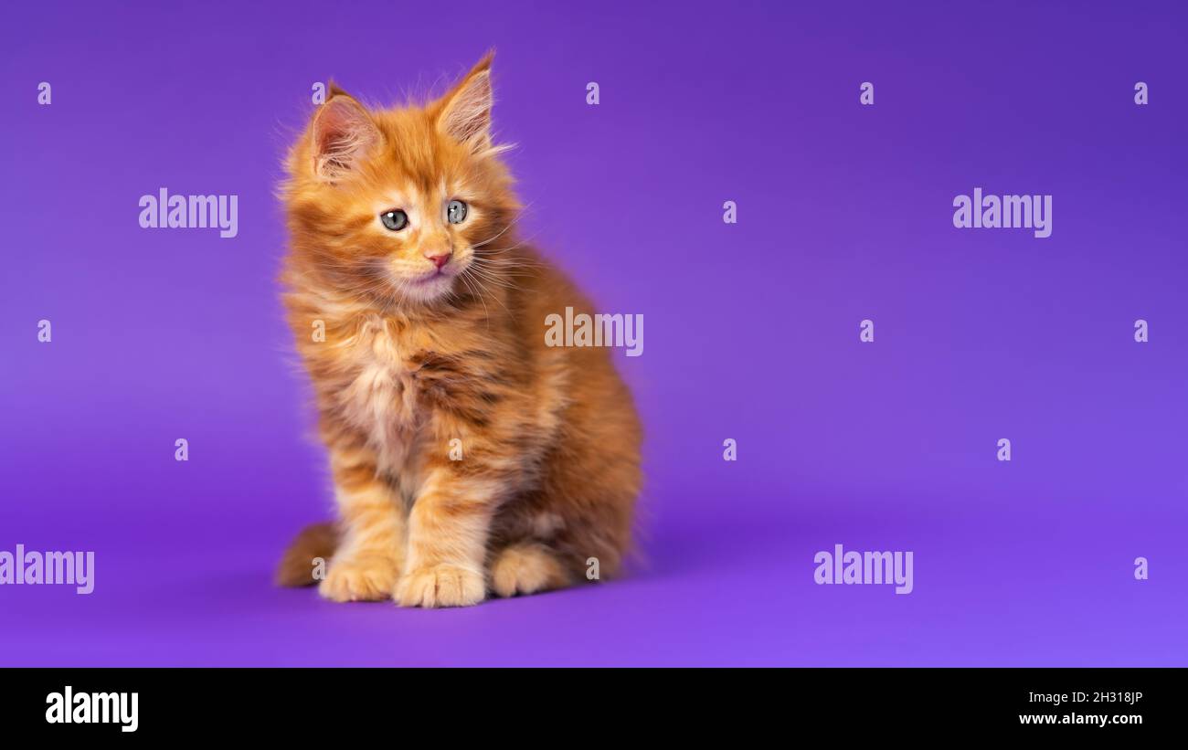 Portrait of beautiful kindly kitten of Maine Coon Cat breed of color ...