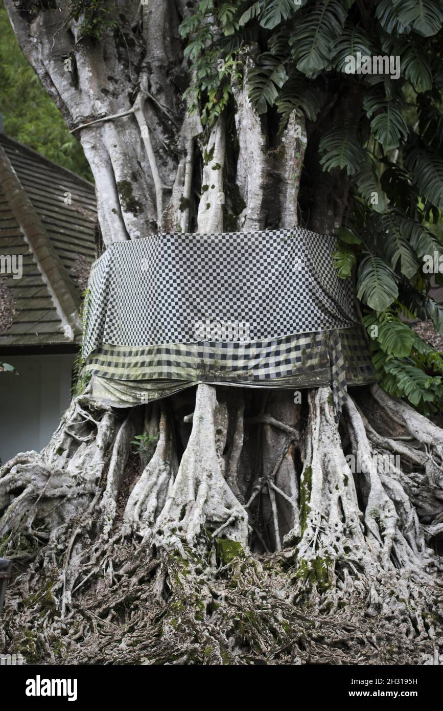 A holy tree at Tirta Empul water temple in Bali, Indonesia. Picture ...