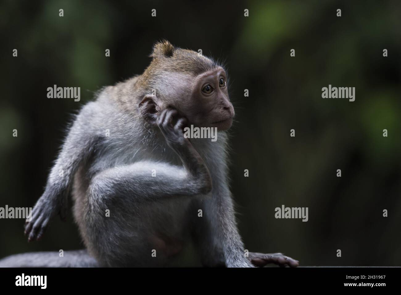 Tinyatlas hi-res stock photography and images - Alamy