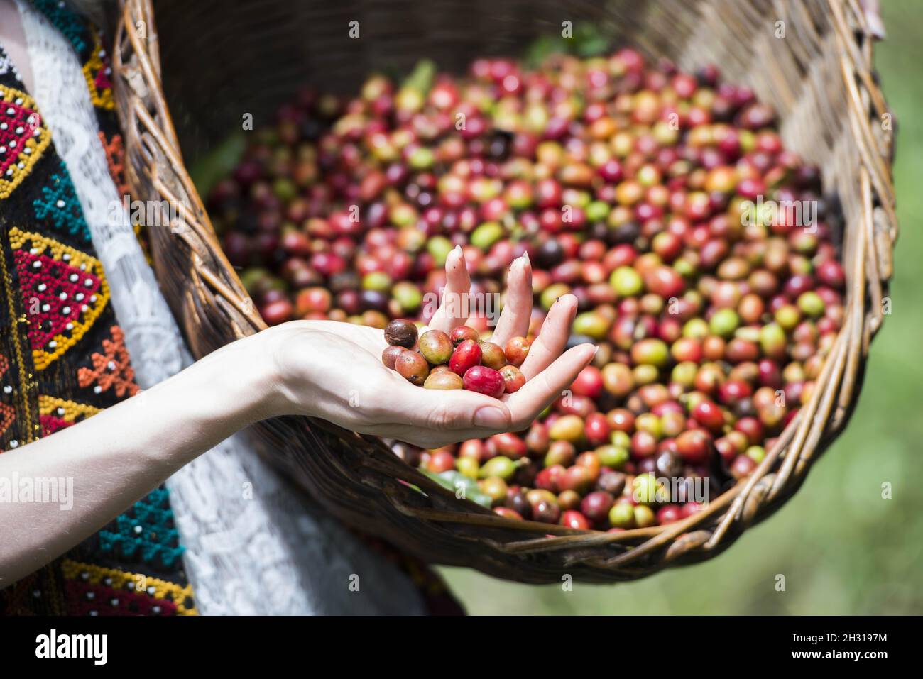 Hand picked coffee beans hi-res stock photography and images - Alamy