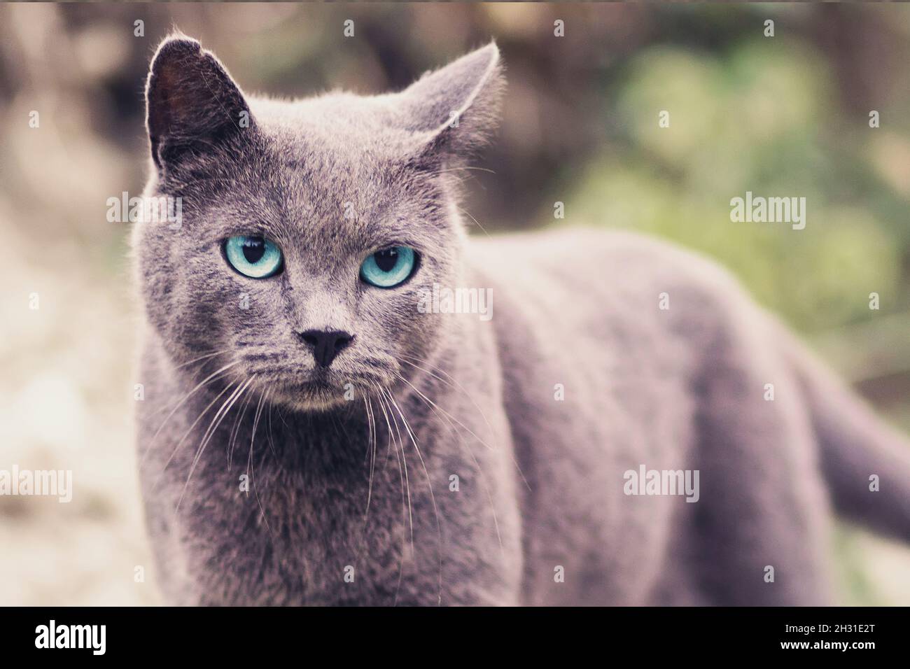 Grey cat of the Russian blue breed with beautiful eyes. The concept of ...