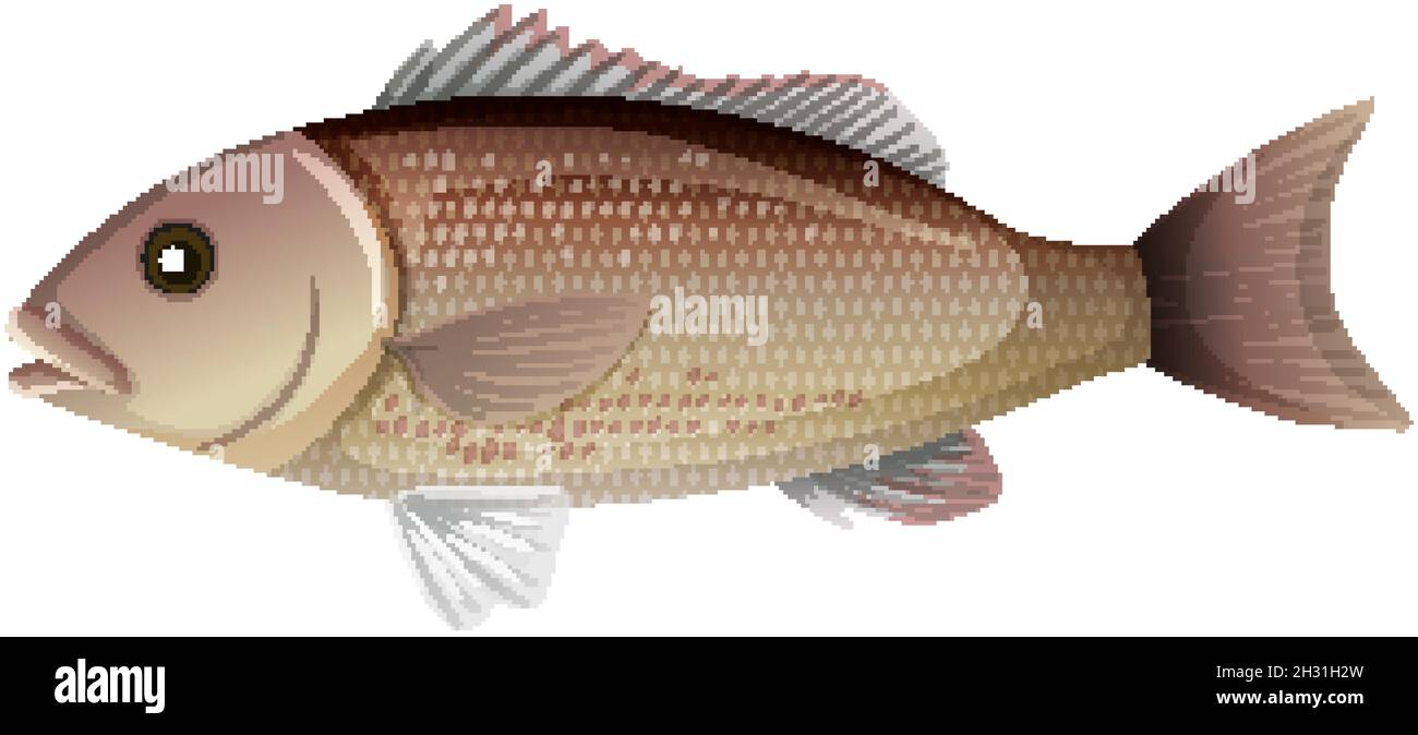 Mangrove Snapper or Gray snapper in cartoon style on white background ...