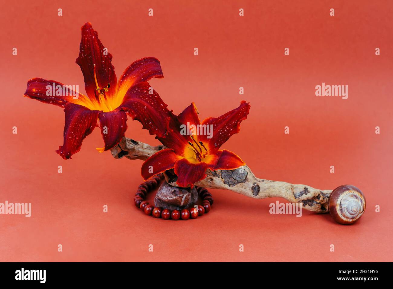 still life of fresh red lily flowers, dry sticks, snail shells and ...