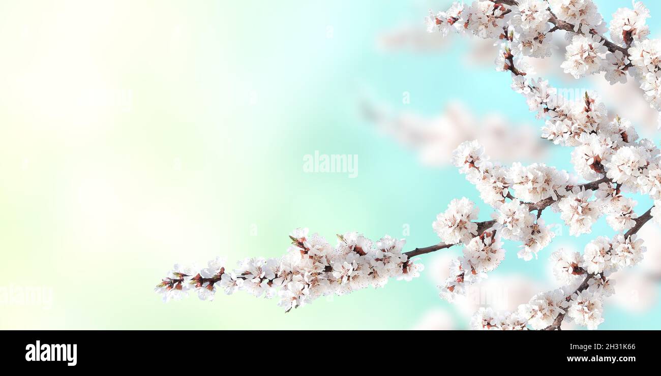 Horizontal banner with sakura flowers of white color on sunny backdrop ...