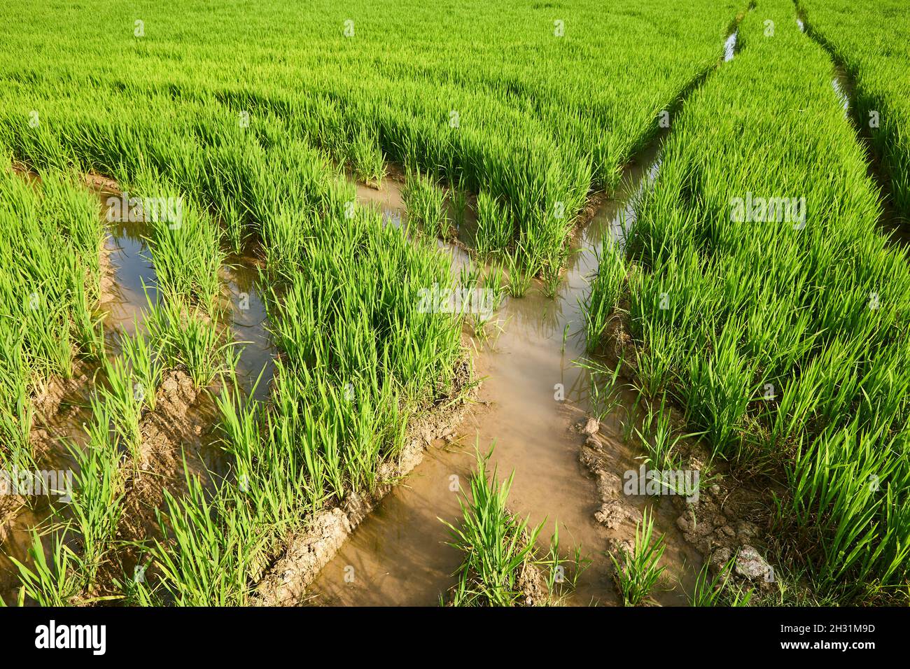 Green rice plantation in La Albufera marsh. Valencia. Spain Stock Photo ...