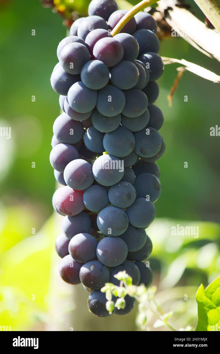 Grapes grow in garden selective hi-res stock photography and images - Alamy