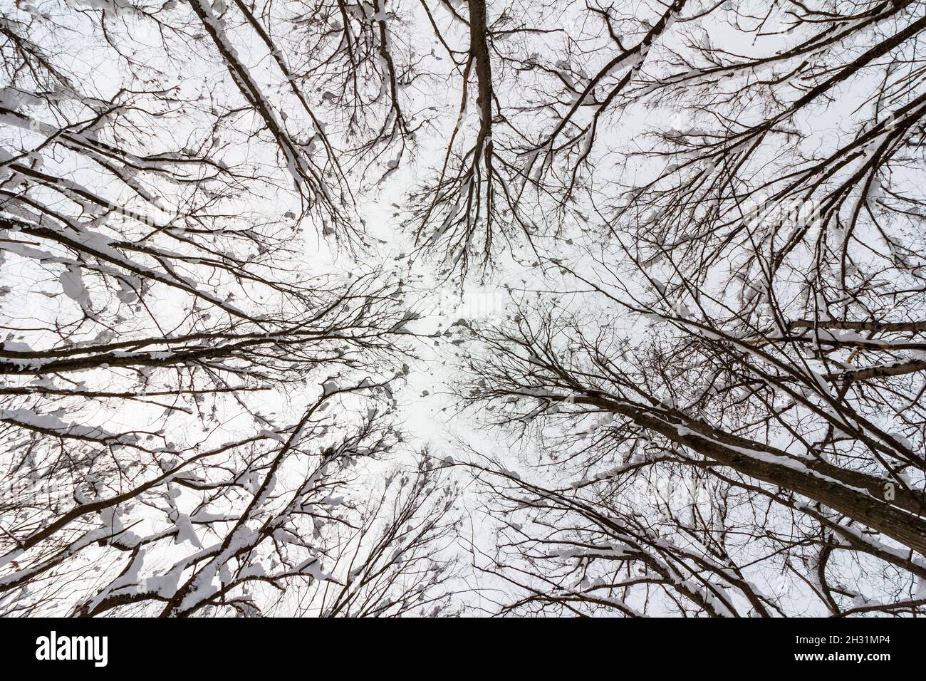 tree branchest with snow in the winter forest bottom view Stock Photo ...