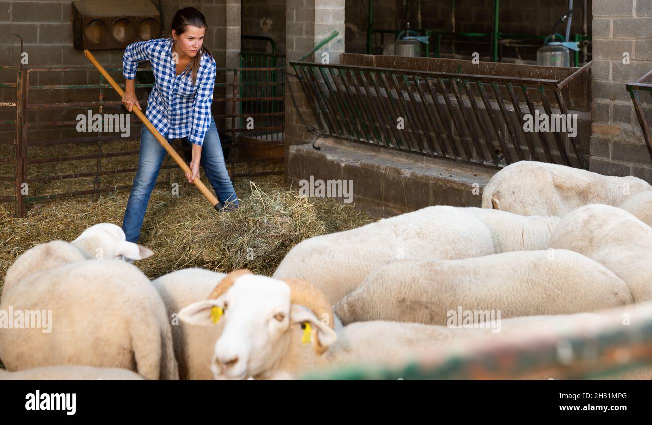 Farm worker caring for sheep Stock Photo - Alamy