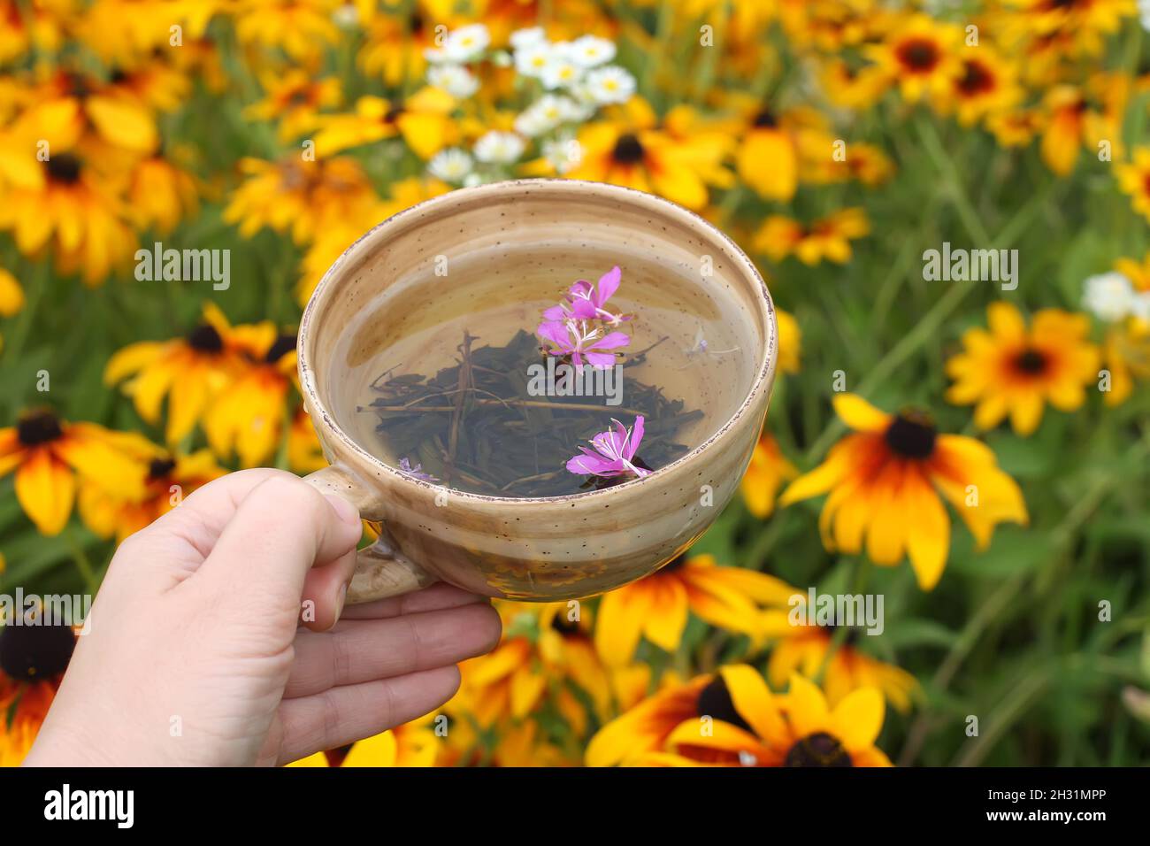Herbal tea with Blooming Sally fresh purple flowers. a cup of tea in a ...