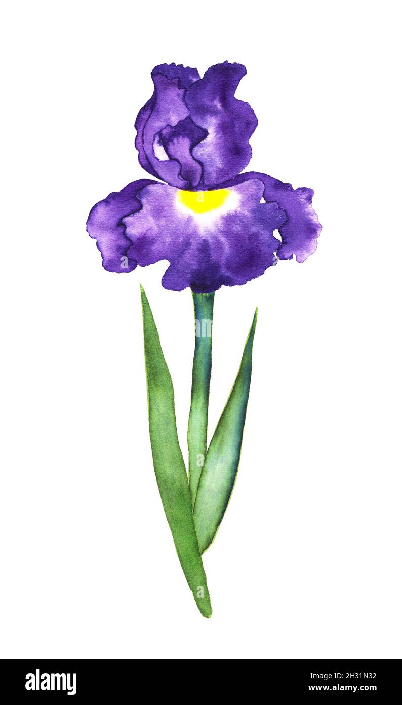 Beautiful stylized blue German bearded iris flower, watercolor on white ...