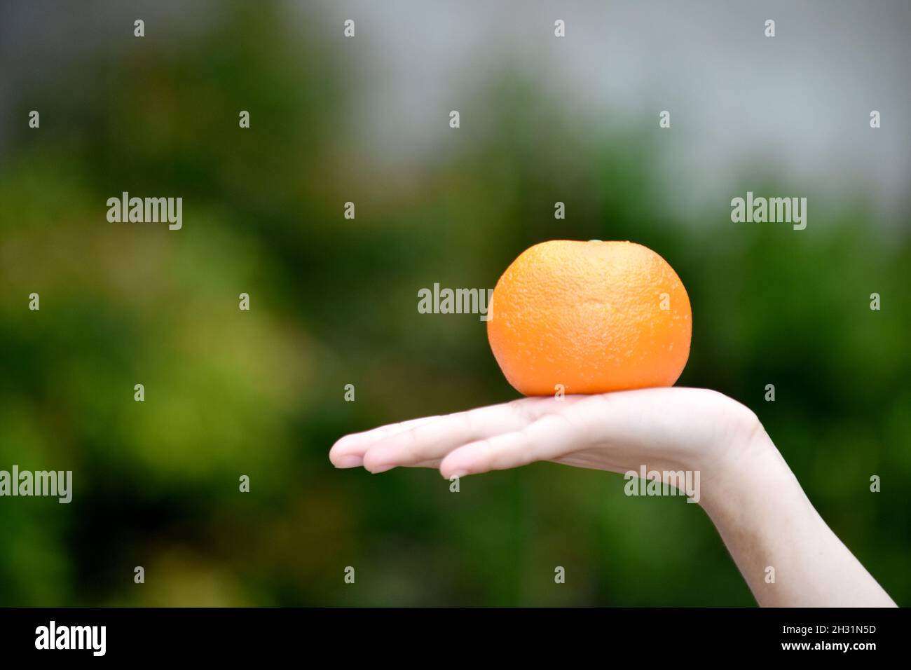 A Hand Holding An Orange Stock Photo - Alamy