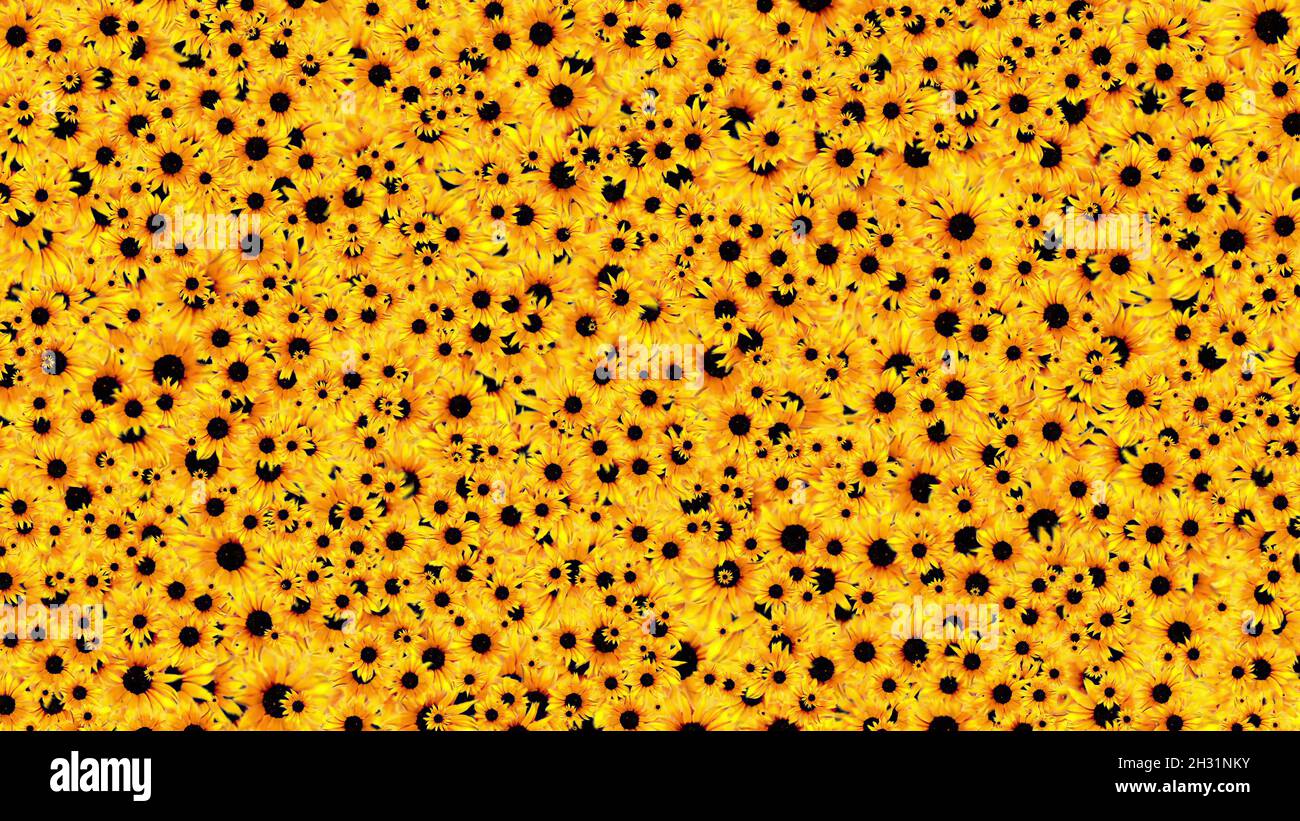 3d illustration - Sunflowers background pattern Stock Photo - Alamy