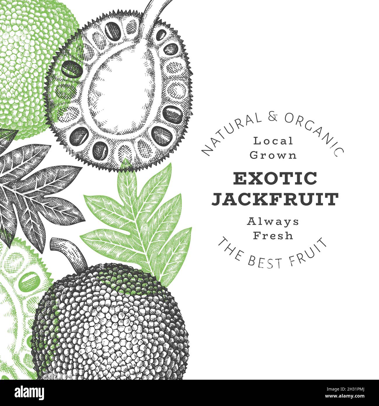 Hand drawn sketch style jackfruit banner. Organic fresh fruit vector illustration. Retro ...
