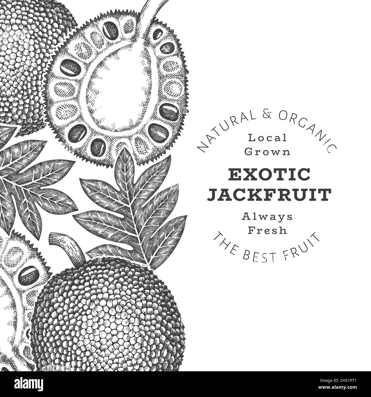 Hand drawn sketch style jackfruit banner. Organic fresh fruit vector ...