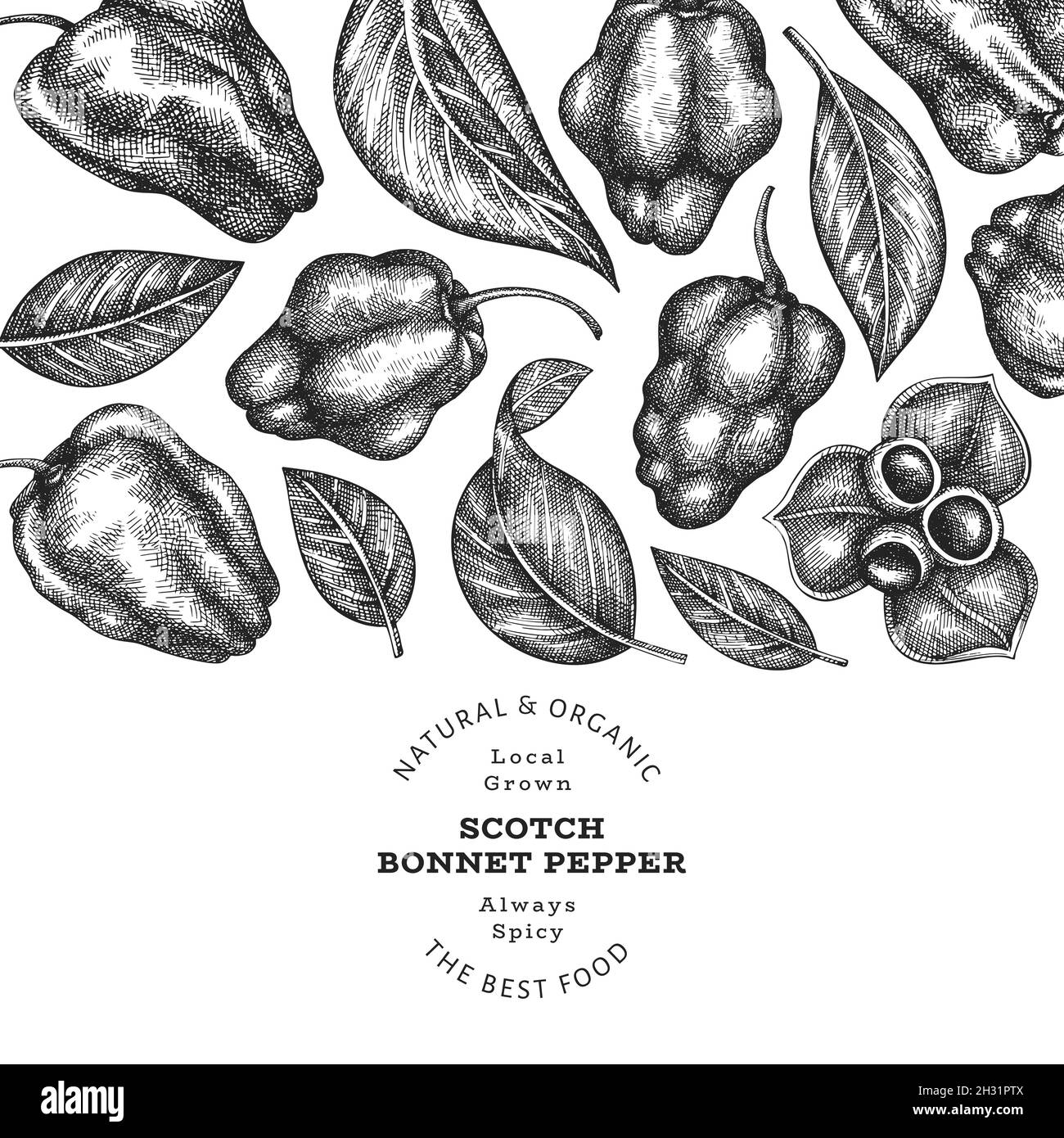 Hand drawn sketch style scotch bonnet pepper banner. Organic fresh ...