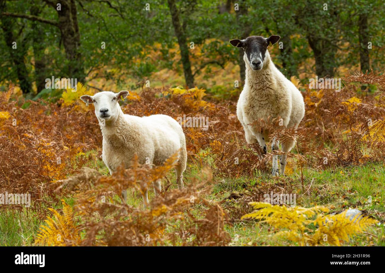 Scottish mules hi-res stock photography and images - Alamy