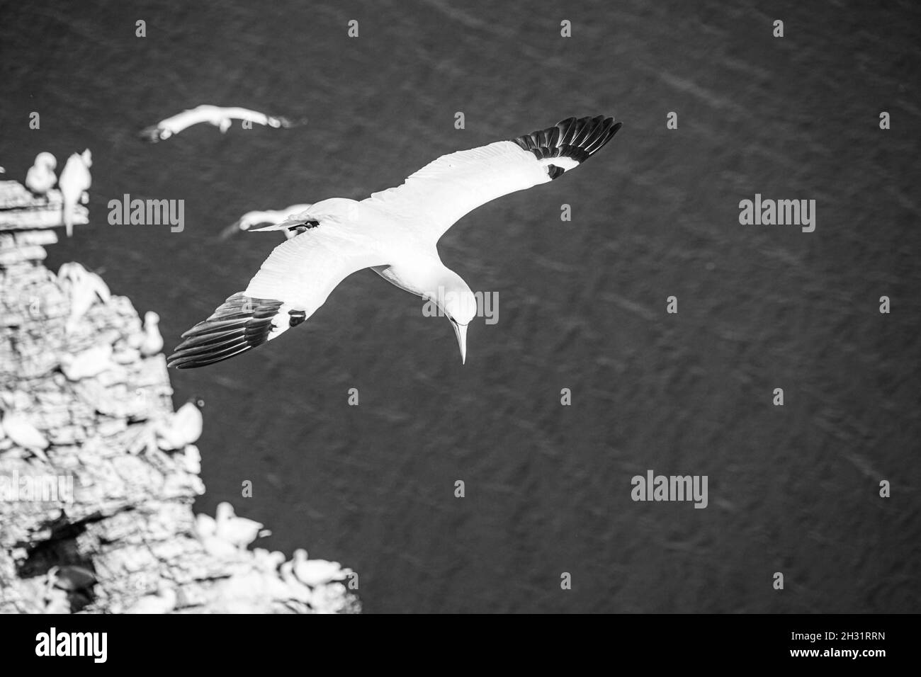 Seabirds in flight Black and White Stock Photos & Images - Alamy