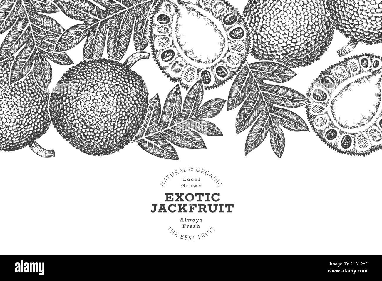 Hand drawn sketch style jackfruit banner. Organic fresh fruit vector ...