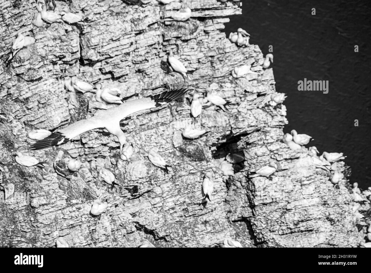Close up of single Gannet Flying, Large wingspan White Sea-Bird, over ...