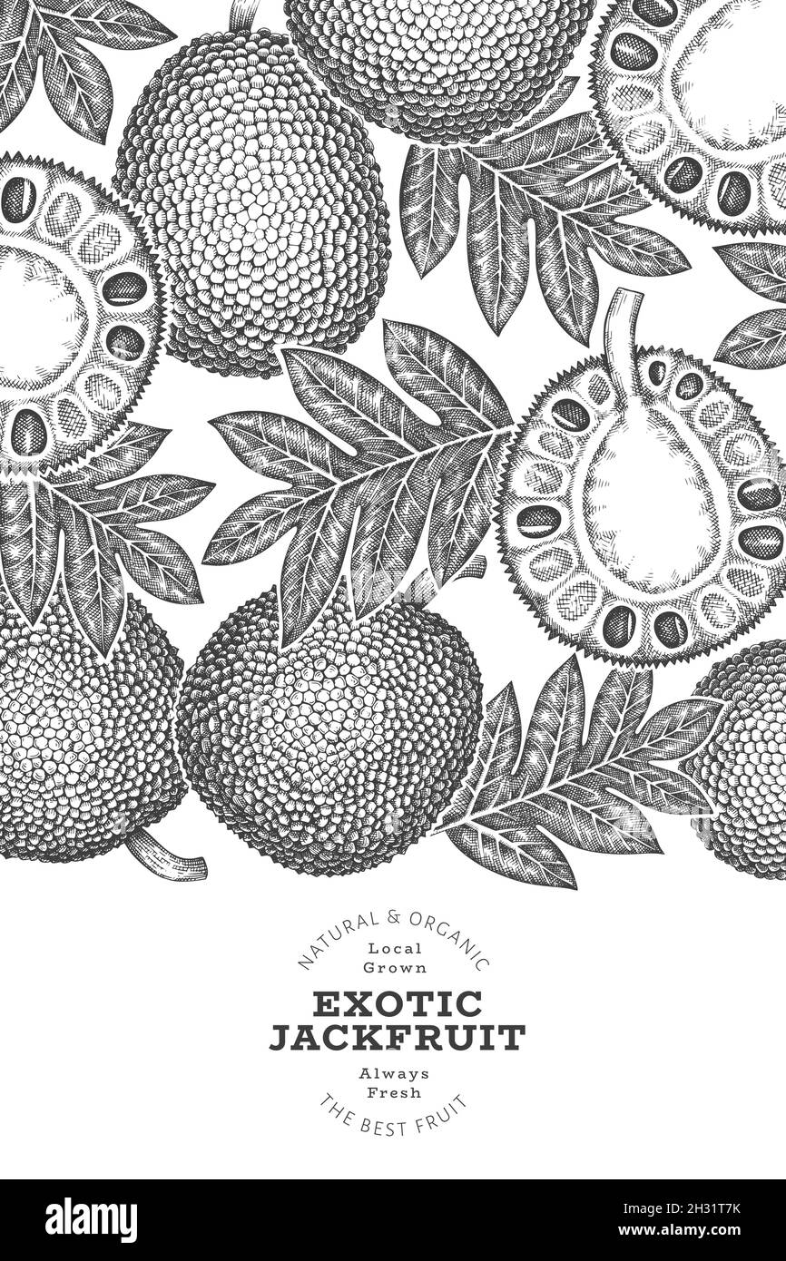 Hand drawn sketch style jackfruit banner. Organic fresh fruit vector ...