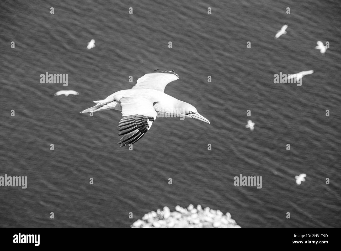 Close up of single Gannet Flying, Large wingspan White Sea-Bird, over ...
