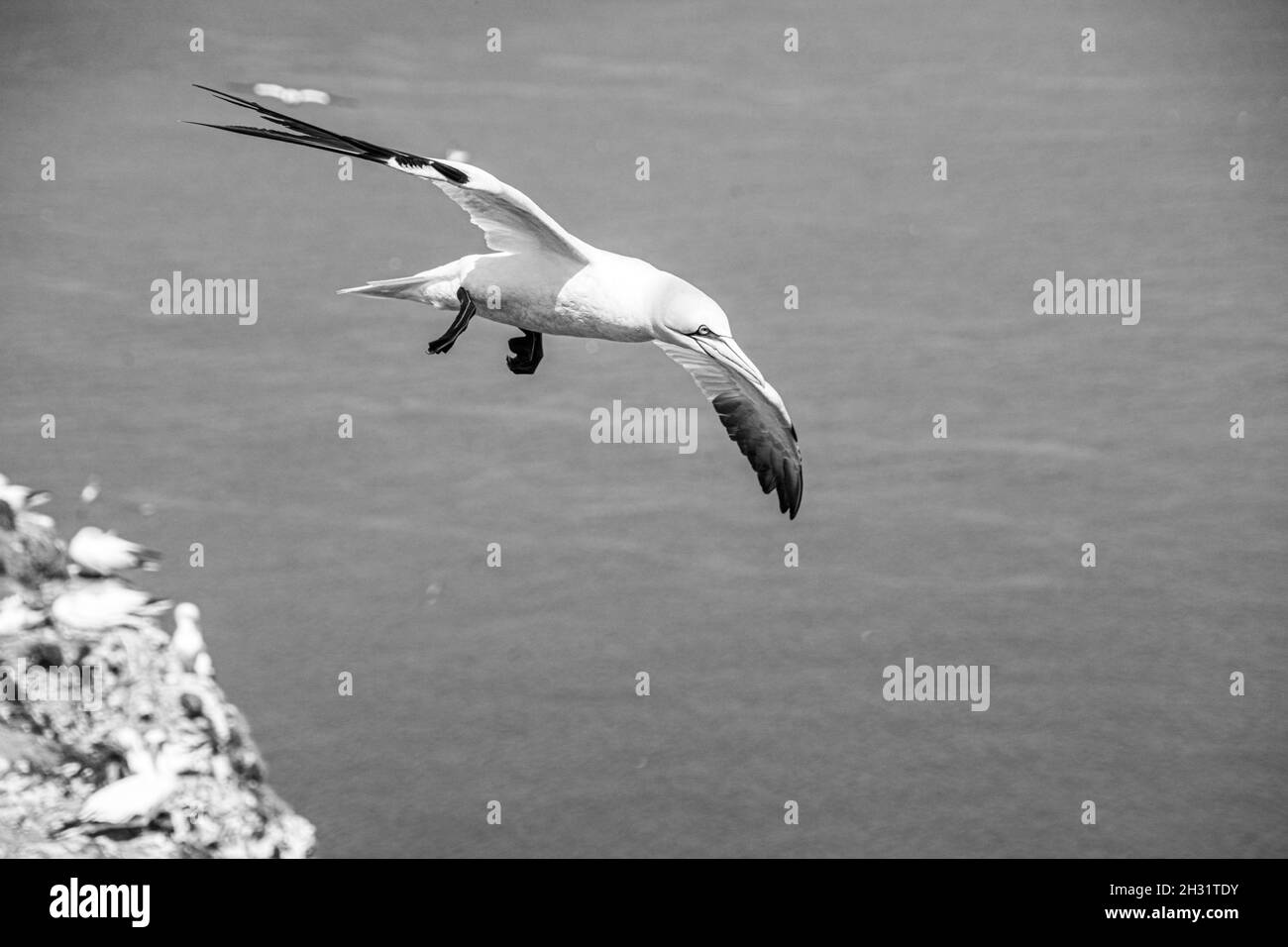 Seabirds in flight Black and White Stock Photos & Images - Alamy