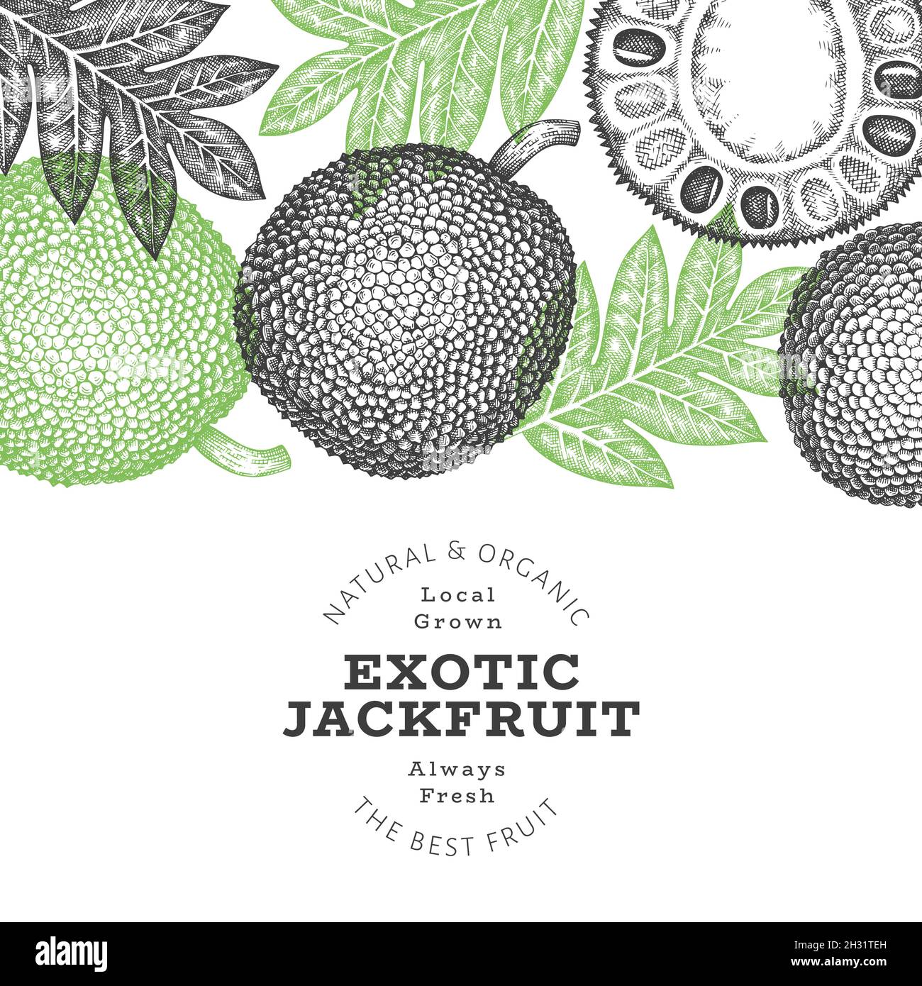Hand drawn sketch style jackfruit banner. Organic fresh fruit vector ...