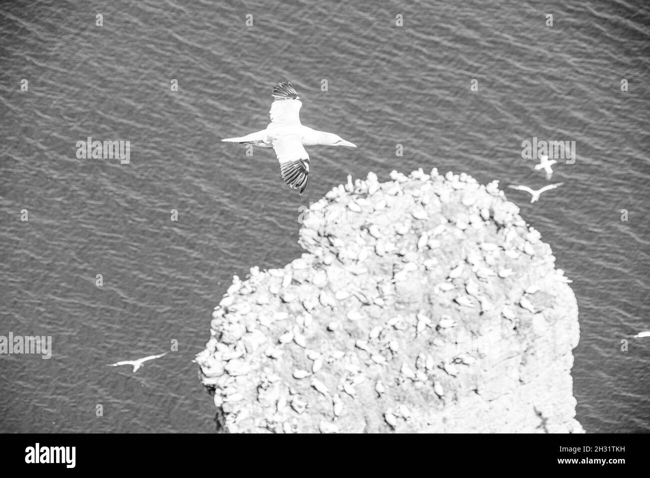 Seabirds in flight Black and White Stock Photos & Images - Alamy