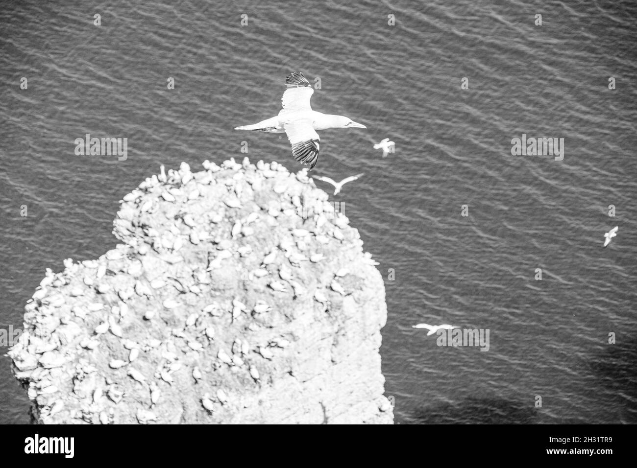 Close up of single Gannet Flying, Large wingspan White Sea-Bird, over ...