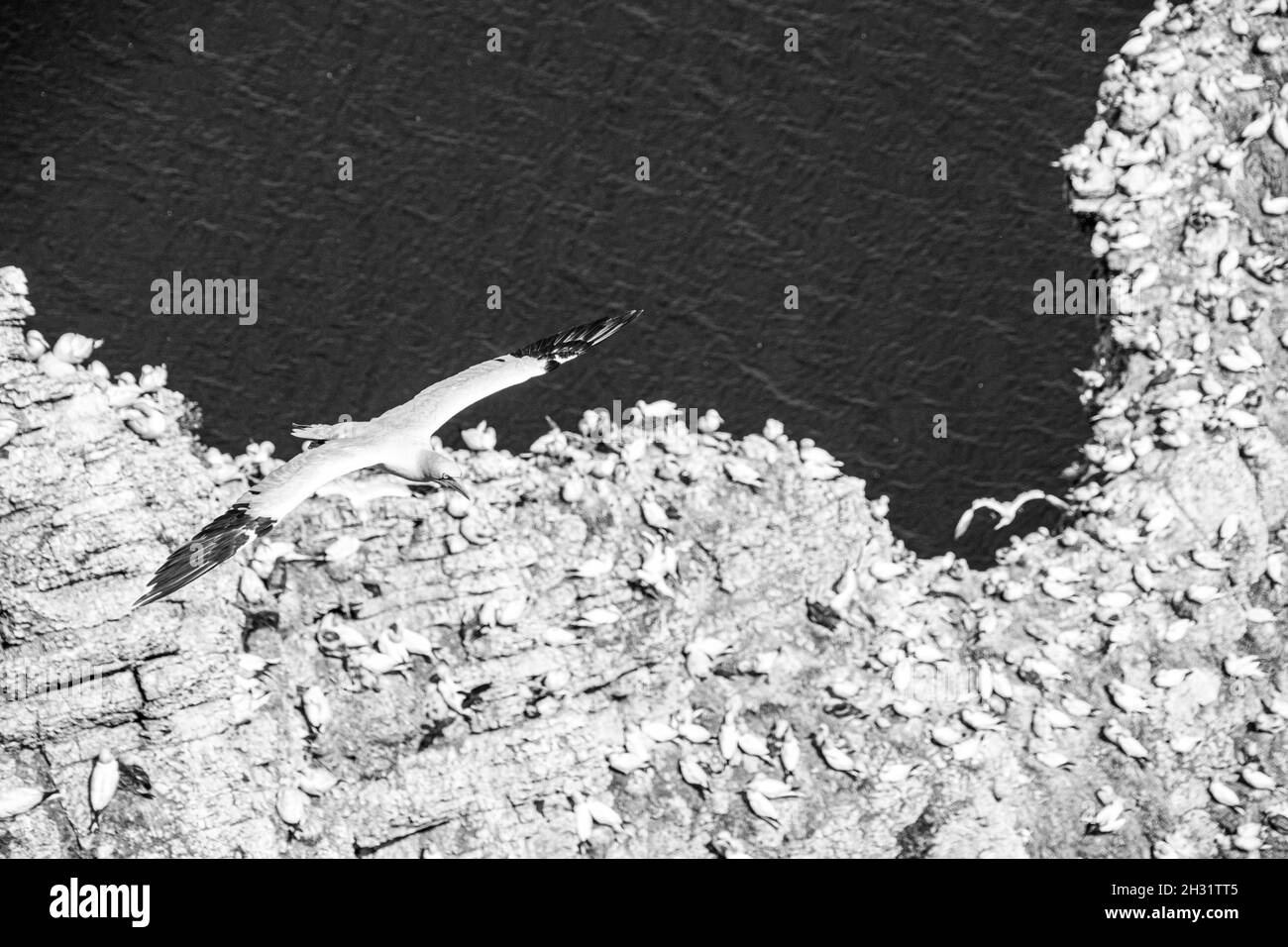 Seabirds in flight Black and White Stock Photos & Images - Alamy