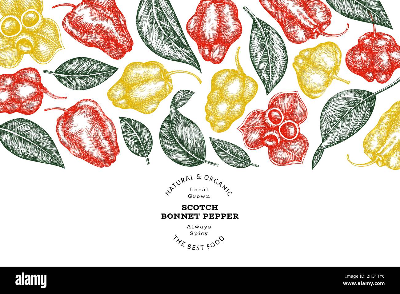 Hand drawn sketch style scotch bonnet pepper banner. Organic fresh ...