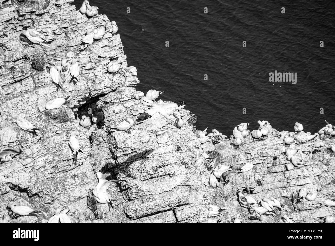 Large bird flying over Black and White Stock Photos & Images - Alamy