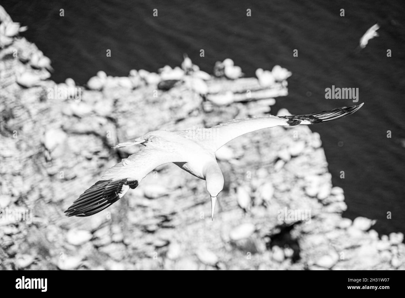 Close up of single Gannet Flying, Large wingspan White Sea-Bird, over ...