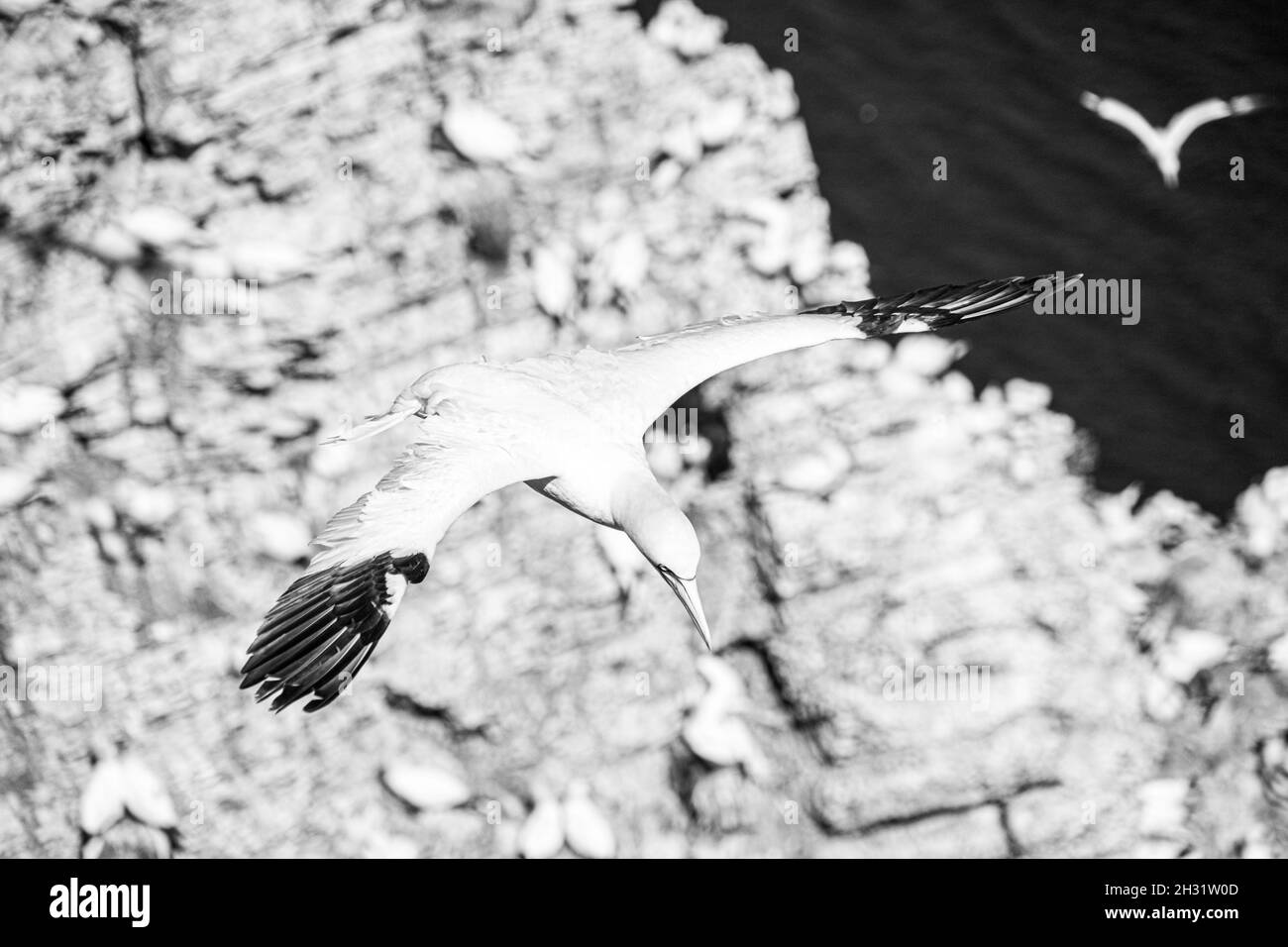 Seabirds in flight Black and White Stock Photos & Images - Alamy