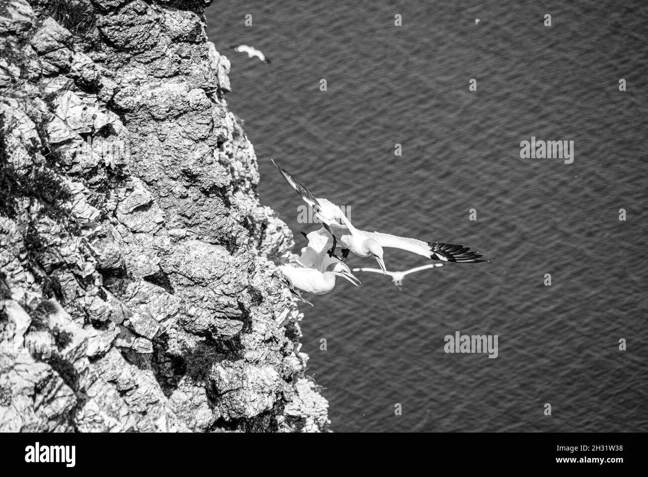 Closeup northern gannet seabirds Black and White Stock Photos & Images ...