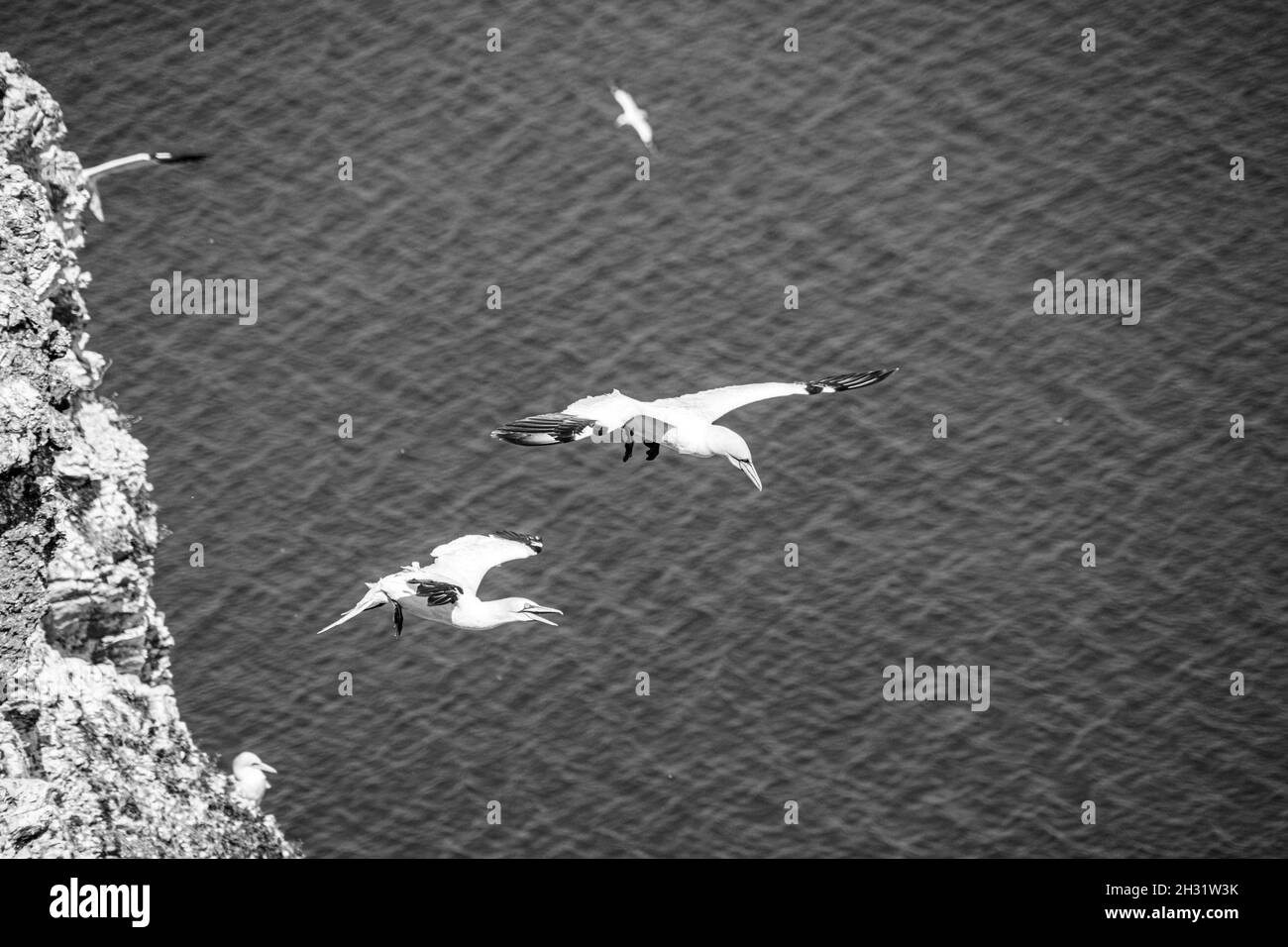 Seabirds in flight Black and White Stock Photos & Images - Alamy
