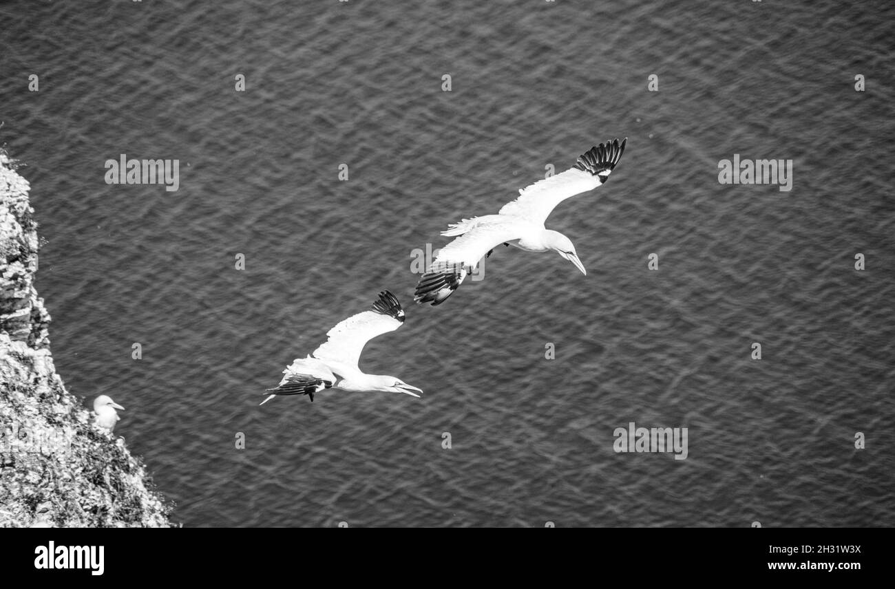 Close up of single Gannet Flying, Large wingspan White Sea-Bird, over ...