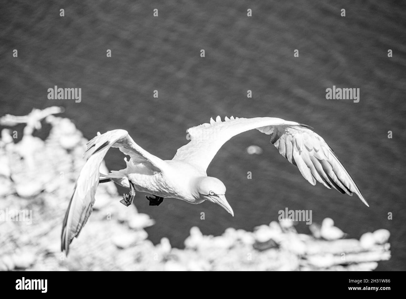 Close up of single Gannet Flying, Large wingspan White Sea-Bird, over ...