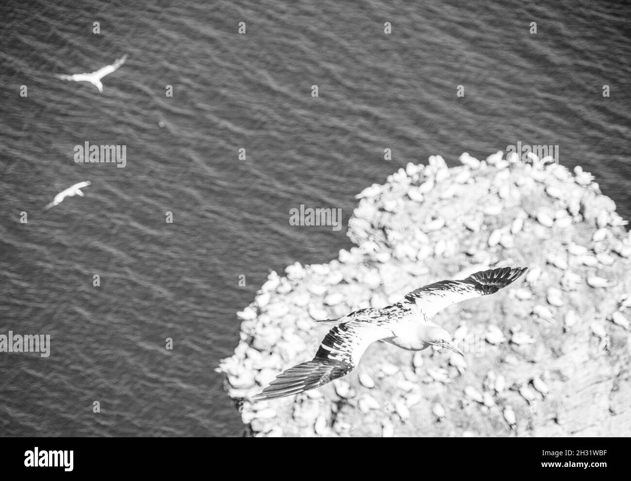 Close up of single Gannet Flying, Large wingspan White Sea-Bird, over ...