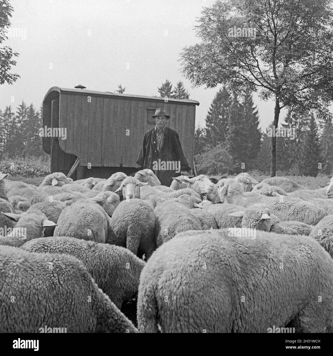 Schaf geschichte hi-res stock photography and images - Alamy