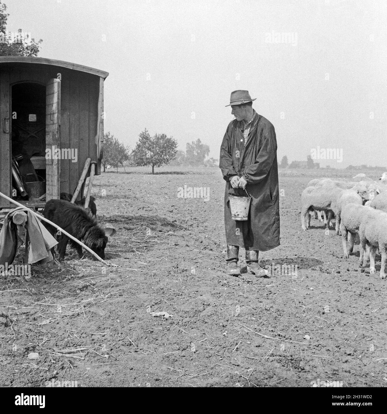 Schaf geschichte hi-res stock photography and images - Alamy