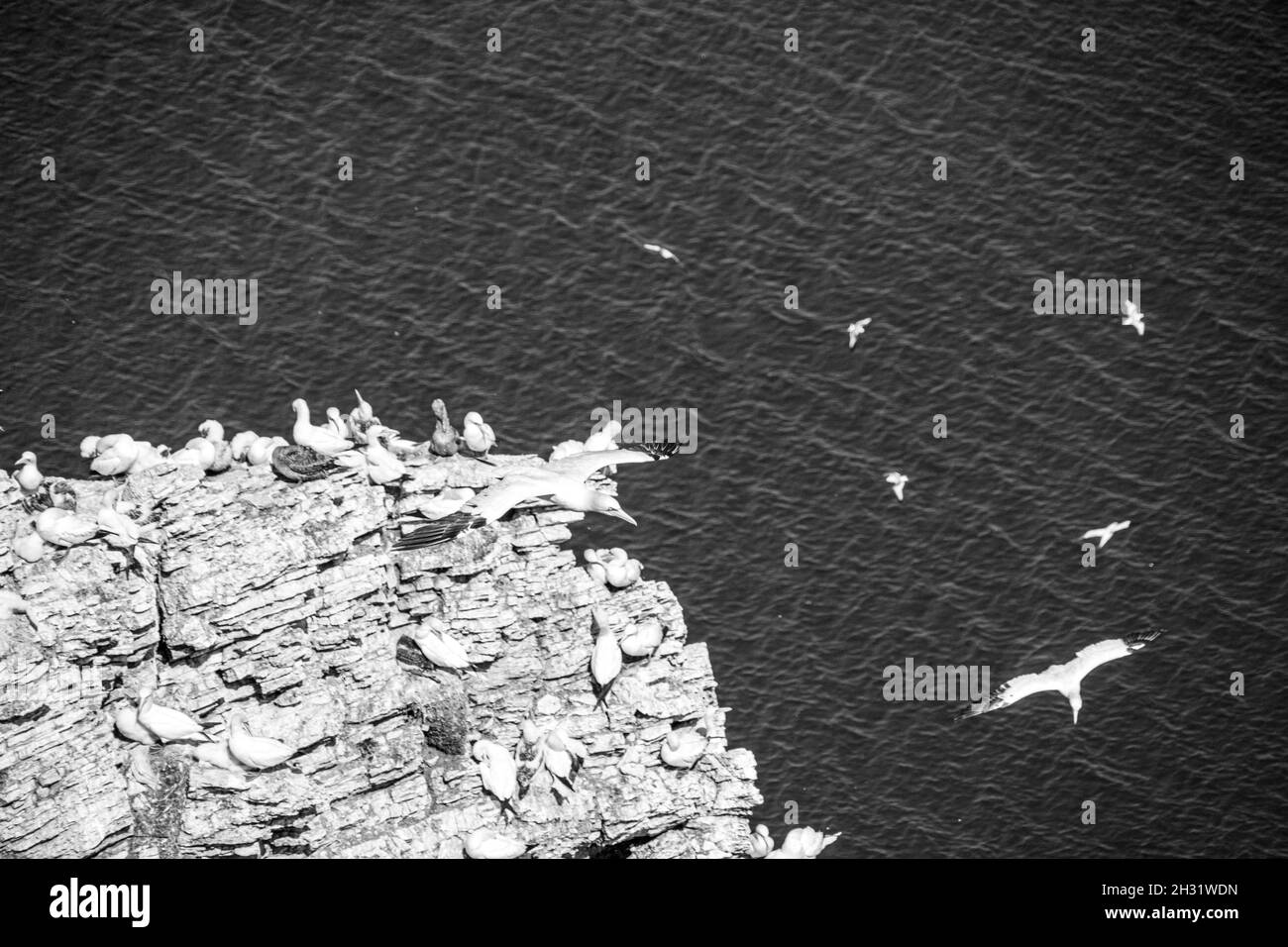 Seabirds in flight Black and White Stock Photos & Images - Alamy