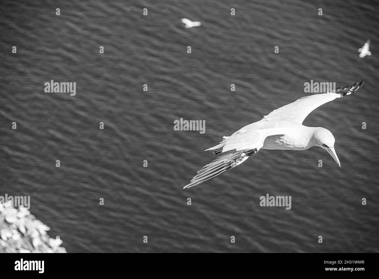 Close up of single Gannet Flying, Large wingspan White Sea-Bird, over ...